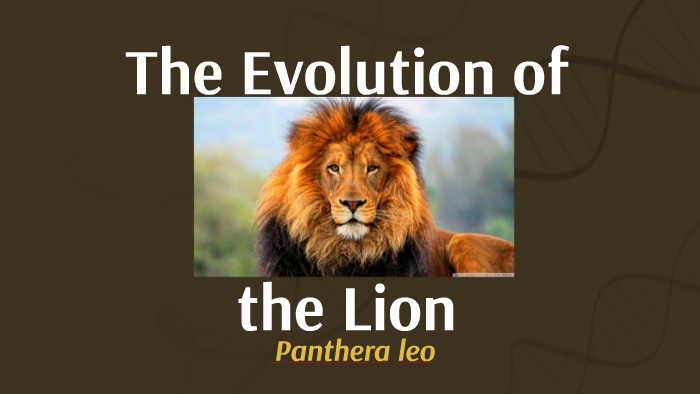 The evolution of lions by Cindy Donoe on Prezi