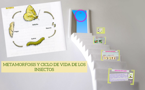 METAMORFOSIS Y CICLO DE VIDA DE LOS INSECTOS by elizabeth palma on Prezi