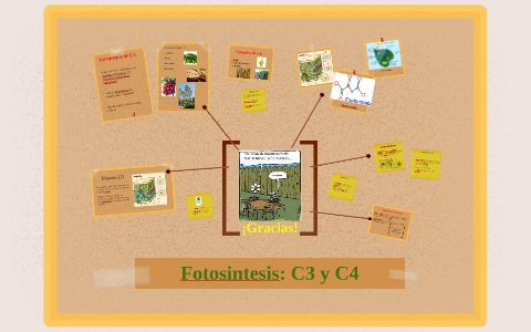 Fotosintesis: C3 y C4 by Janice Martinez on Prezi