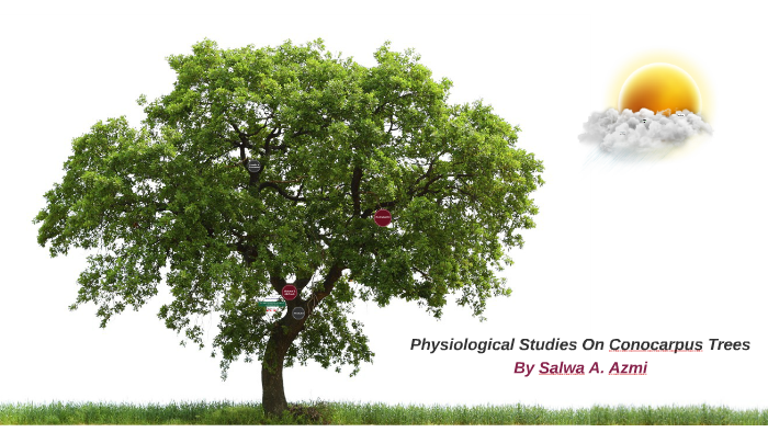 Physiological Studies On Conocarpus Trees by Eman Azmi on Prezi