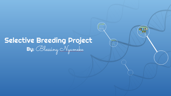 Selective Breeding Project by BTN SSE