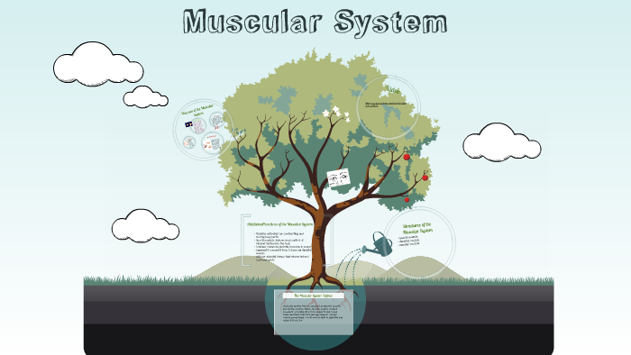 Muscular System by Heidi Tittle on Prezi