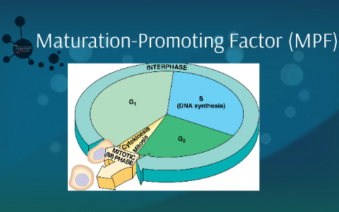 Mitosis-Promoting Factor by Ethan Carlson on Prezi