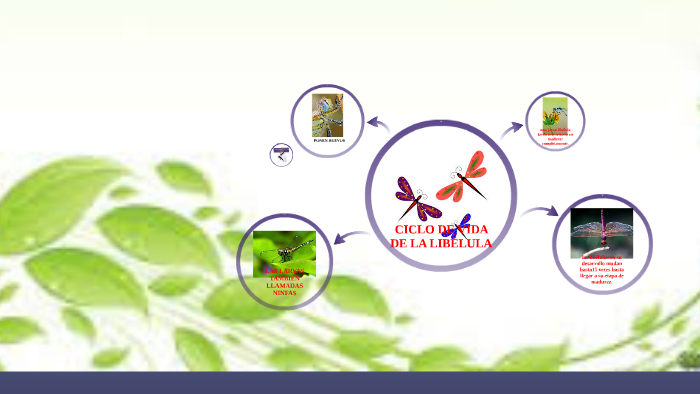 ciclo de vida de una libélula by Ana lópez on Prezi