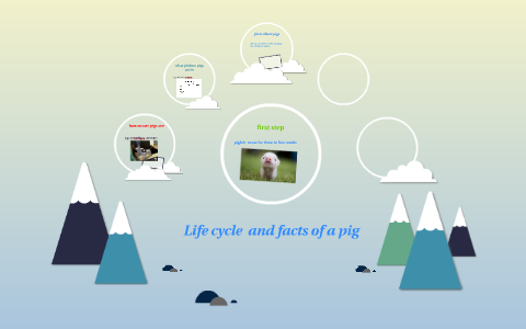 Life cycle and facts of a pig by liat mekonnen on Prezi
