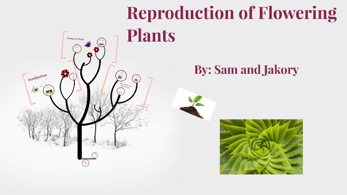 Reproduction of Flowering Plants by Sam Hunter on Prezi
