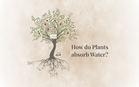 How do Plants absorb Water? by Karen Parra on Prezi