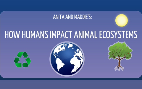How Humans Impact Animal Ecosystems by Maddie Cramer on Prezi