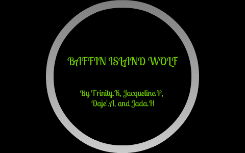 Baffin Island Wolf! by Trinity Kuether on Prezi