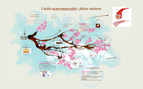 Unión neuromuscular: placa motora by Histologia Clan on Prezi