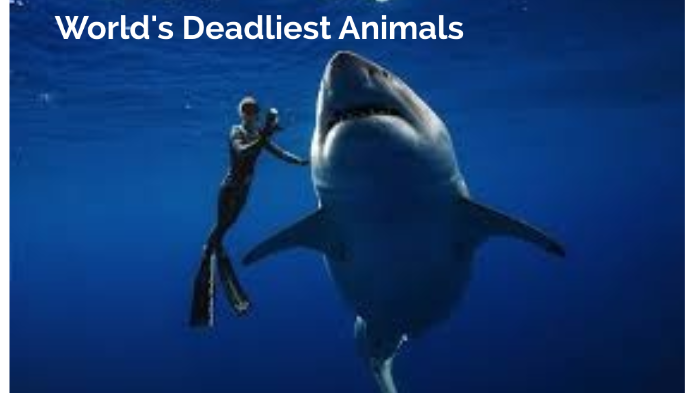 6 Blaise Smith Deadliest Animals by Brennon Smith on Prezi