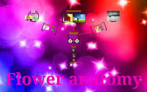 Flower anatomy by Daisy Escobedo-Ramirez