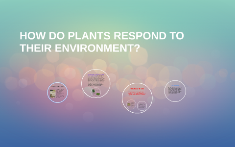 HOW DO PLANTS RESPOND TO THEIR ENVIRONMENT? by 슈가 호비 on Prezi