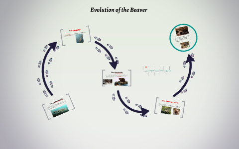Evolution of the Beaver by cameron burkholder on Prezi