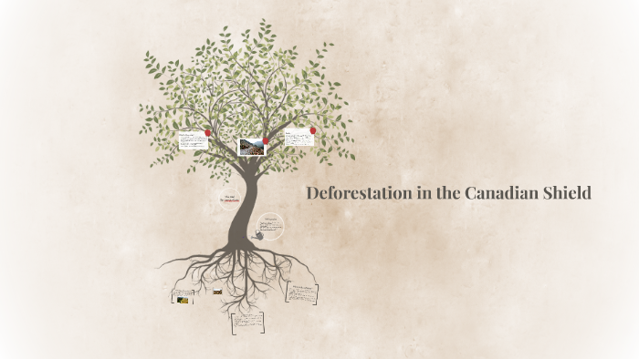 Deforestation in the Canadian Shield by ayesha yasin on Prezi