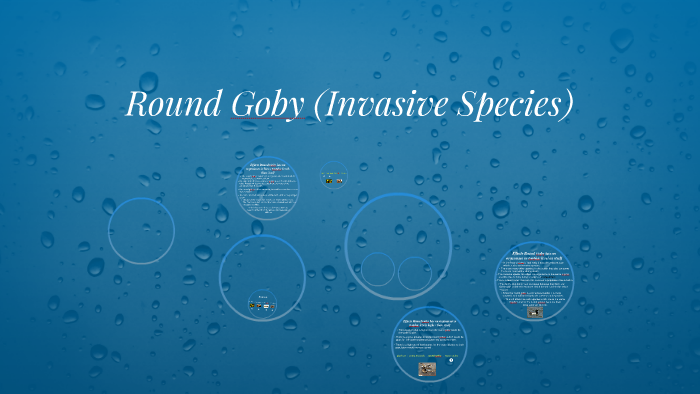 Round Goby (Invasive Species) by Round Goby on Prezi