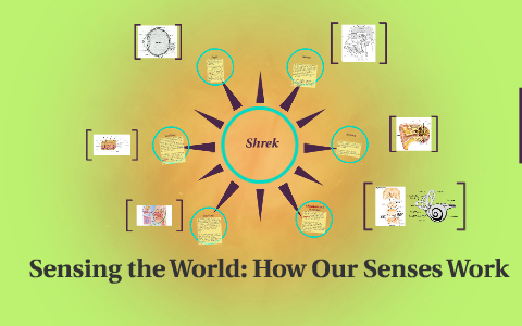 Sensing the World: How Our Senses Work by Myesha Richardson on Prezi