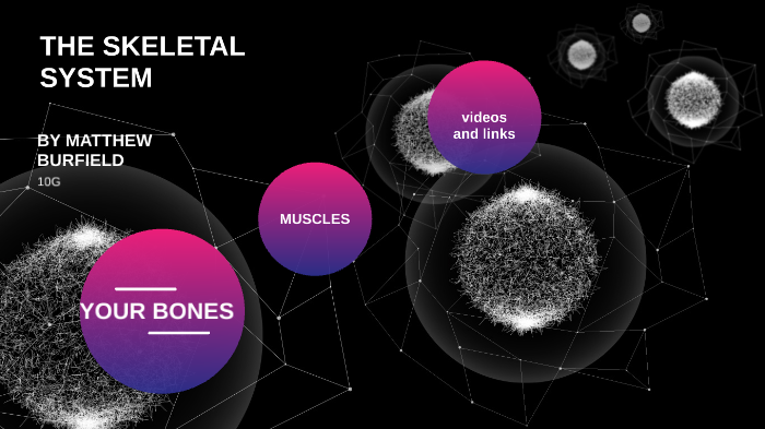 the skeletal system by Matthew Burfield on Prezi