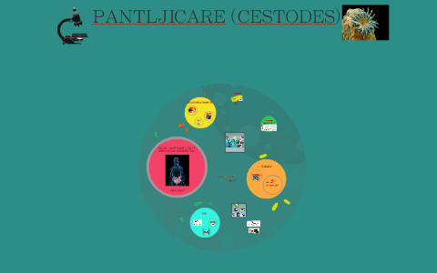 PANTLJICARE (CESTODE) by Ana 014