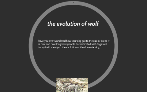 the evolution of wolf by Justin Folsom on Prezi