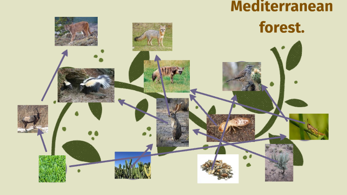 Mediterranean forests food web by Mikhail Mundackal on Prezi