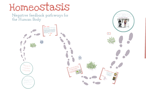 Homeostasis: Negative Feedback Pathways in the human body by Kevin ...