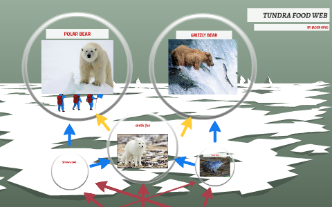 TUNDRA FOOD WEB by jacob king on Prezi