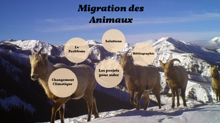 Migration des Animaux by Luke Black on Prezi