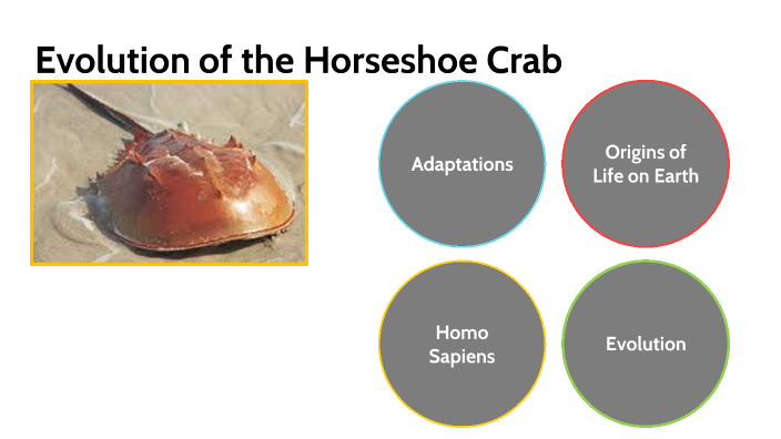 Evolution of the Horshoe Crab (Evolution Project) by Nicholas Kundtz on ...