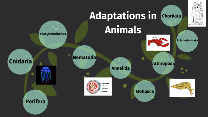 Animal Unit Flowchart by Evan Musleh on Prezi