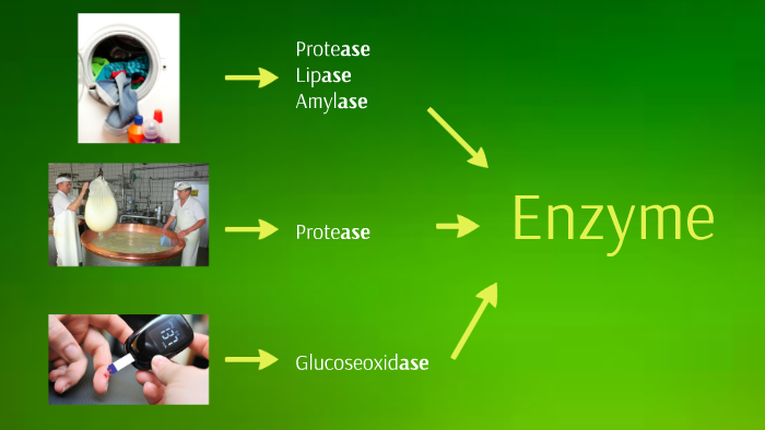 Enzyme - Aufbau, Struktur und Funktion by Lara Z. on Prezi