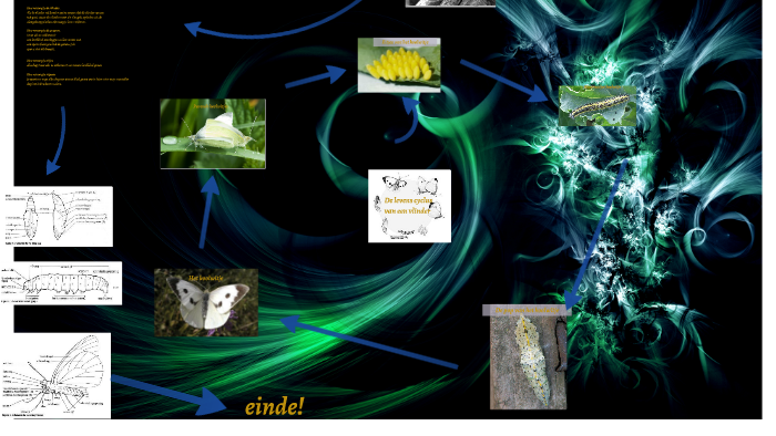 Levens cyclus van een vlinder by Sylvian van Bemmel on Prezi