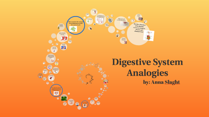 Digestive System Analogies by Anna Slaght
