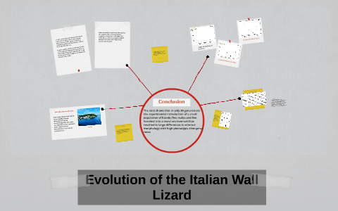 Evolution of the Italian Wall Lizard by Tristan V on Prezi