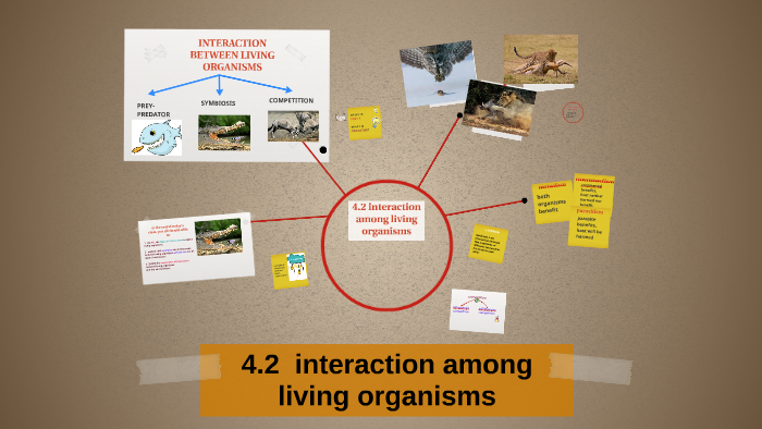4.2 interaction among living organisms by nurul fahimah jamaludin