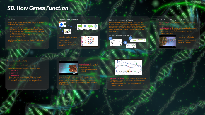 5B. How Genes Function by Joe Park on Prezi