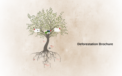 Deforestation Brochure by Dominique Richards on Prezi