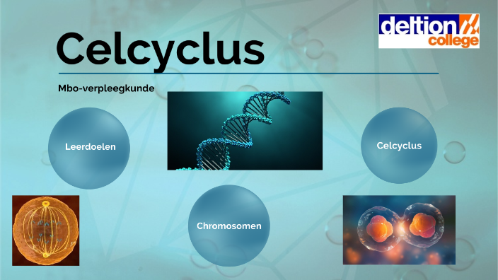 Celcyclus by Esther Witte on Prezi