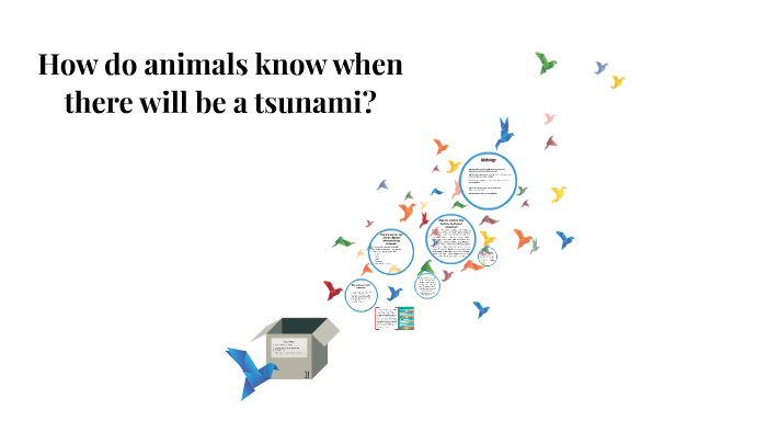 How do animals know when there will be a tsunami? by Lucas Tam on Prezi