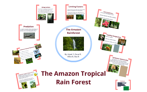 Biodiversity Project- Tropical Rain Forests: The Amazon by max rice on ...