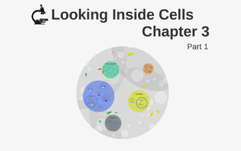 Looking Inside Cells by Suzanna Schatzlein on Prezi