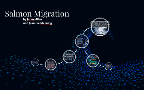 Salmon Migration by Janae Allen on Prezi