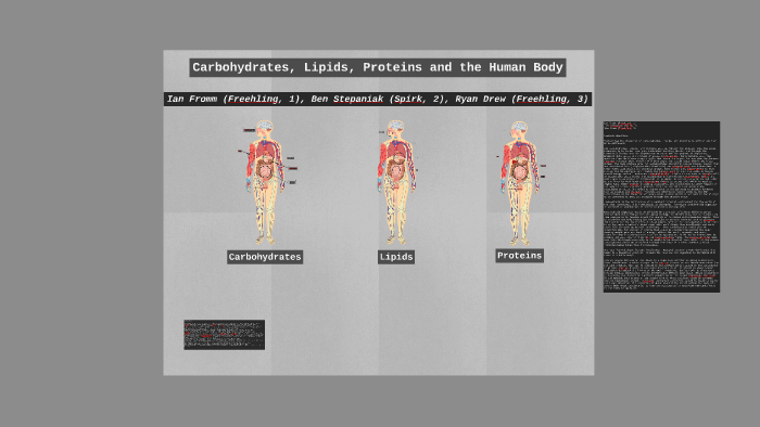 Biochem Project- Carbohydrates, Lipids and Proteins in the Human Body ...