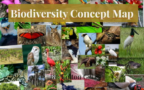Biodiversity Concept Map by Colton Gill on Prezi
