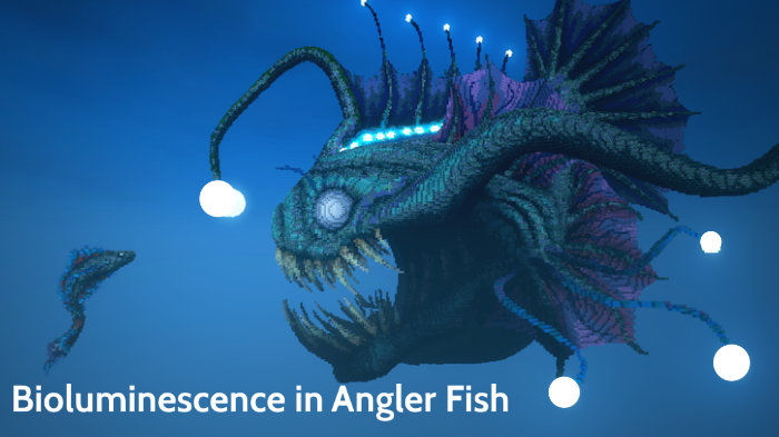 Bioluminescence in Angler Fish by Jason Tran on Prezi