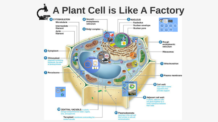 A Cell is Like A Factory by Quinn Walker on Prezi