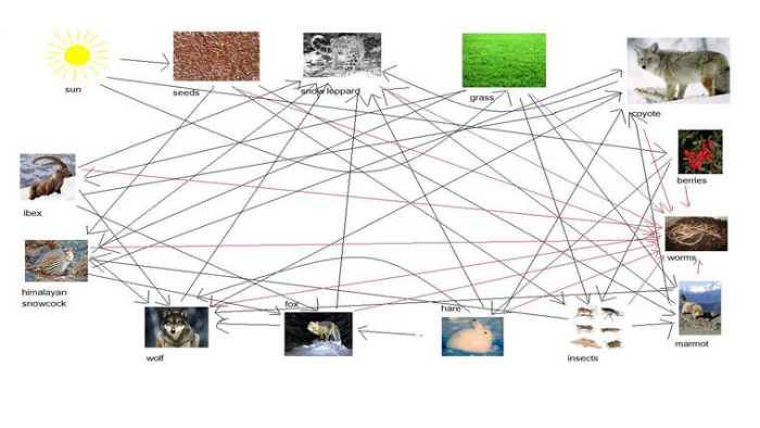 Mount food web by Sean Harris on Prezi