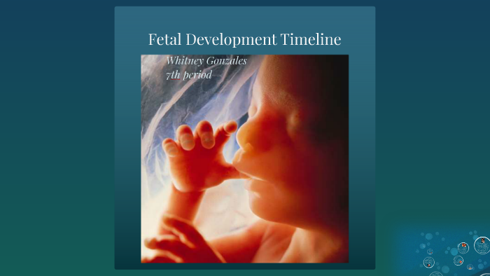 Fetal Developmet Timeline by Whitney Gonzales
