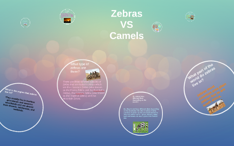 zebras and camles by haley lemke on Prezi
