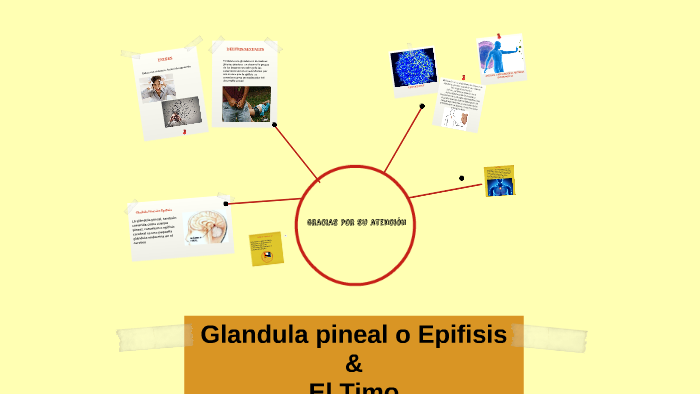 Glandula pineal o Epifisi by Victor Salazar on Prezi